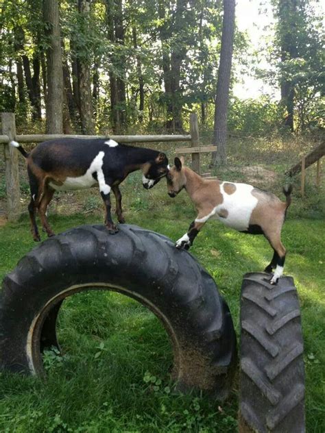 Something To Do With The Tires We Keep Finding Around Here Goat