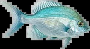 Majestic Wiki