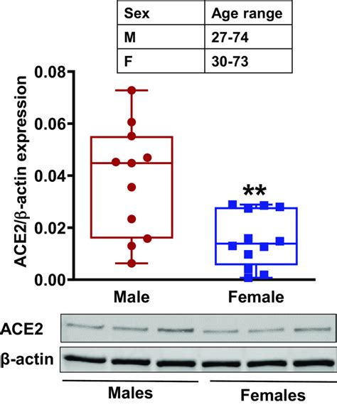 Sex Steroids Skew Ace2 Expression In Human Airway A Contributing