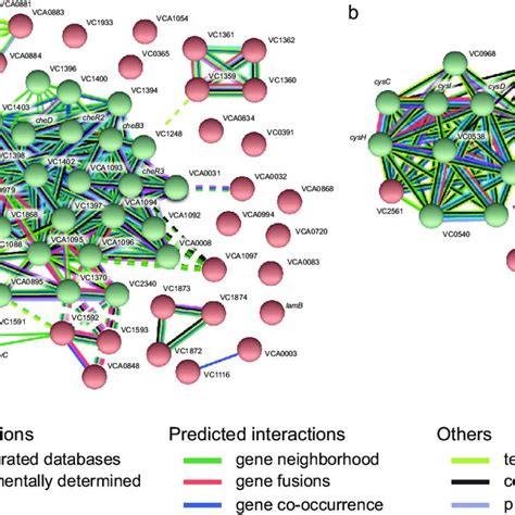 string analysis of predicted interactions between proteins encoded by