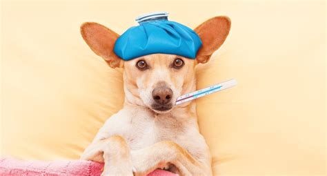 Common Health Issues In Dogs Prevention Symptoms And Treatment
