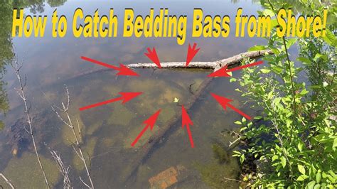 How To Catch Bedding Bass From Shore Youtube