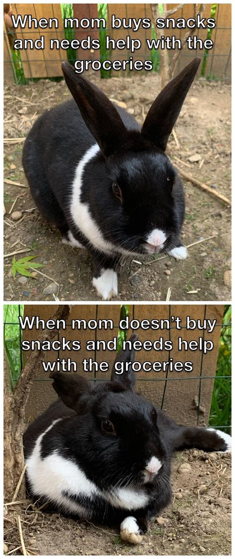 Lazy Bun Rmemebutrabbits