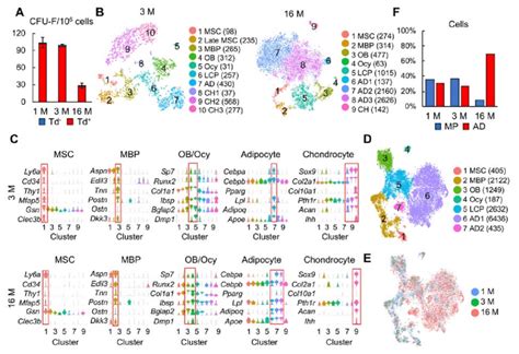 Large Scale Scrna Seq Analyses Of Bone Marrow Mesenchymal Lineage Cells