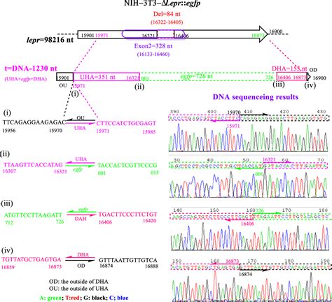 Figure 4 From Template Based Eukaryotic Genome Editing Directed By