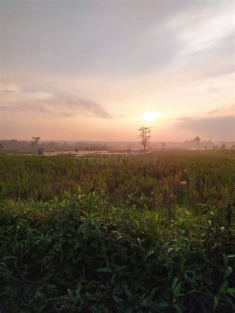 Your Beautiful Sunrice I Like Stock Image Image Of Water Sunrice