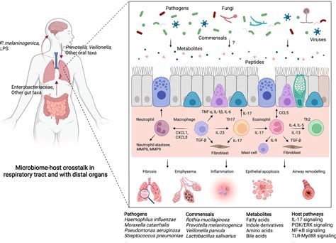 The Human Lung Microbiome—a Hidden Link Between Microbes And Human