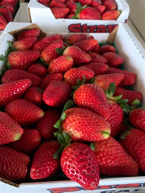 Strawberries Chino Valley Produce Company Llc