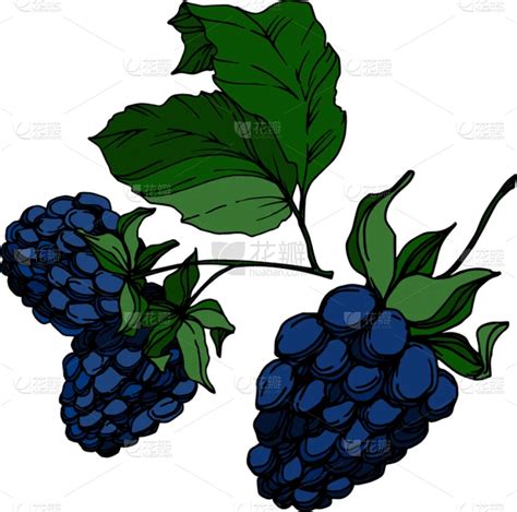 黑刺莓 黑白图片 健康食物 菜单 配方 清新 食品 壁纸 餐馆 水果素材 花瓣网