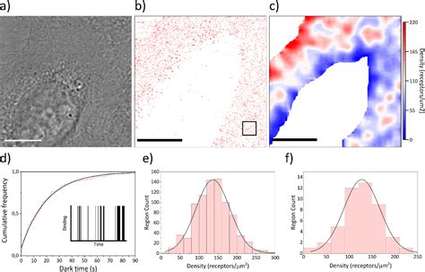Precision And Accuracy Of Receptor Quantification On Synthetic And Biological Surfaces Using Dna