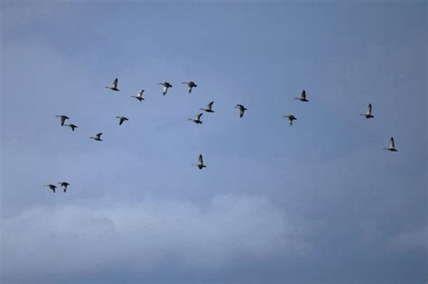 カモよどこへ飛んでいく 4 GANREF