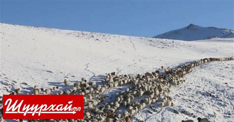 Улсын хэмжээнд 9 5 сая мал отроор өвөлжинө