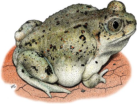 Western Spadefoot Toad Photograph By Roger Hall Fine Art America