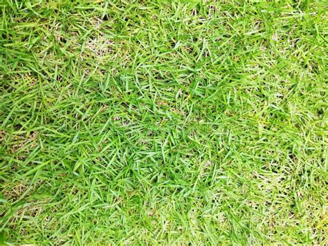 Outdoors Japanese Grass Texture Stock Image Image Of Lawn Green