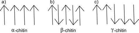 4 Arrangements Of Various Types Of Chitin Chains Download Scientific Diagram