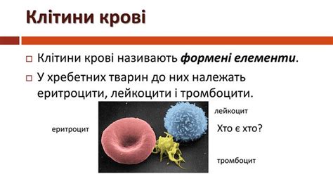 Що таке кров — склад функції види групи