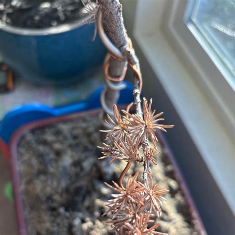 🌳 Common Cedar Tree Problems And Solutions