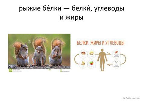 Омографы русского языка практика про… Pусский РКИ Powerpoints