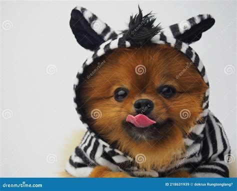 Pomeranianâ€‹ Breedâ€‹ Soâ€‹ Cuteâ€‹ Stock Image Image Of Brown