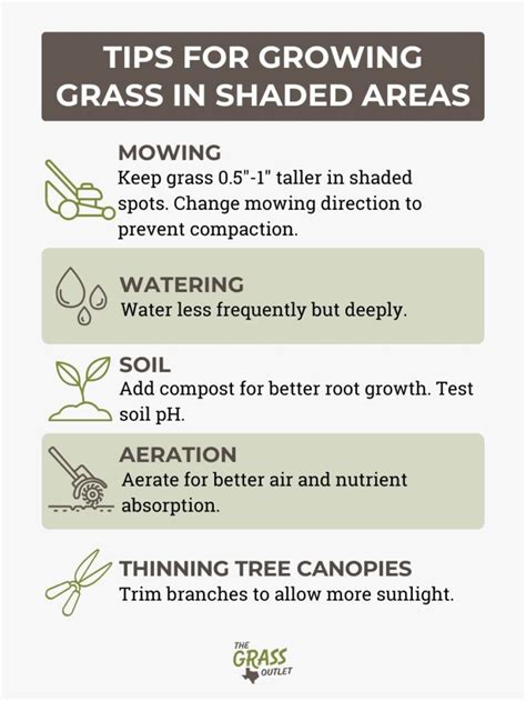 Best Grass For Shade In Texas The Grass Outlet