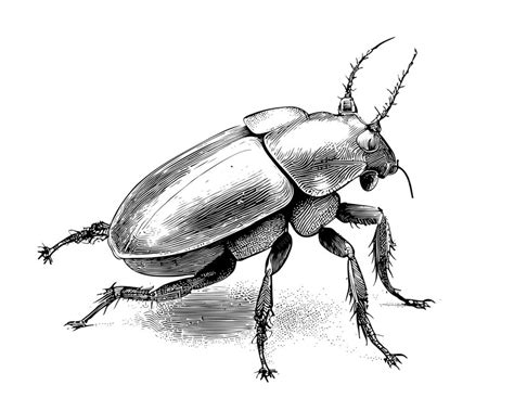 Premium Vector Beetle Insect Sketch Hand Drawn In Engraved Style