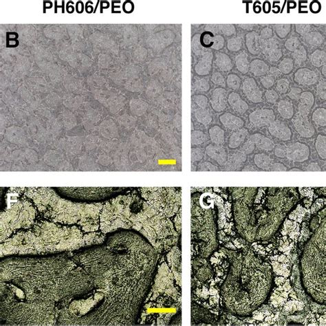 Superimposed Raman Spectra Of Pure HPMC Methocel E And Pharmacoat Download Scientific