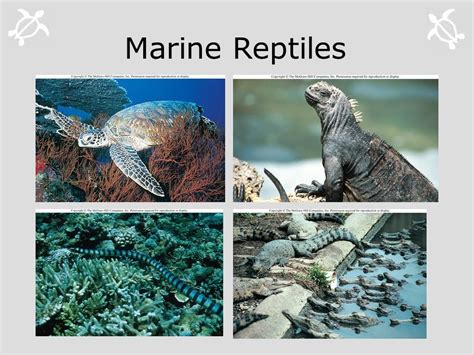 Marine Biology 125 Reptilia Diagram Quizlet