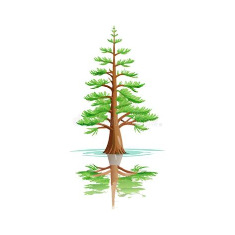 Bald Cypress Tree Vector Stock Illustrations 39 Bald Cypress Tree Vector Stock Illustrations