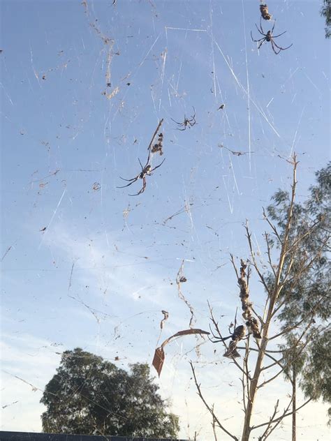 Golden Orb Weavers In Our Front Yard Raustralia