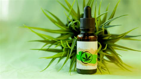 New Developments In Cannabis Medicine With Dr Goldstein Project Cbd