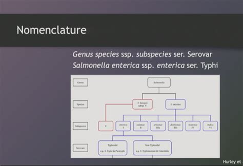 Lecture 17 Salmonella And Yersinia Flashcards Quizlet
