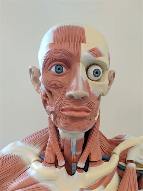 Facial Muscles Diagram Quizlet