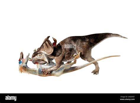 Velociraptor Attacking Protoceratops Computer Illustration Of Velociraptor Sp Bottom And