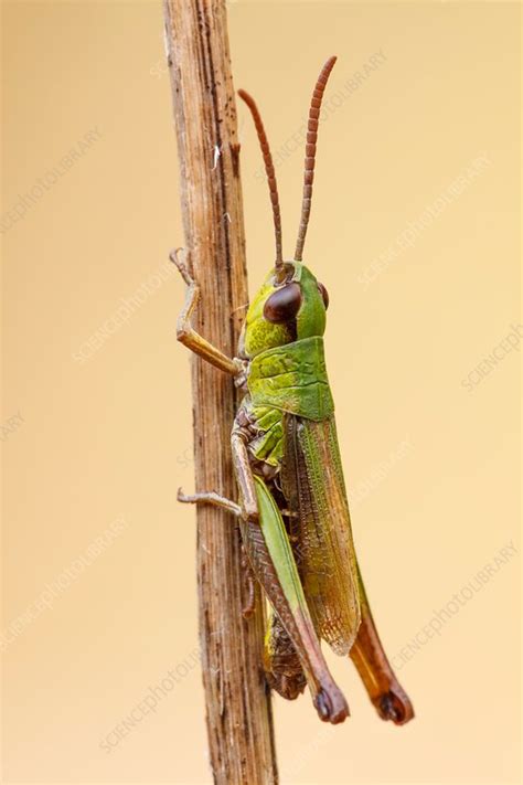 Meadow Grasshopper Stock Image C0299190 Science Photo Library
