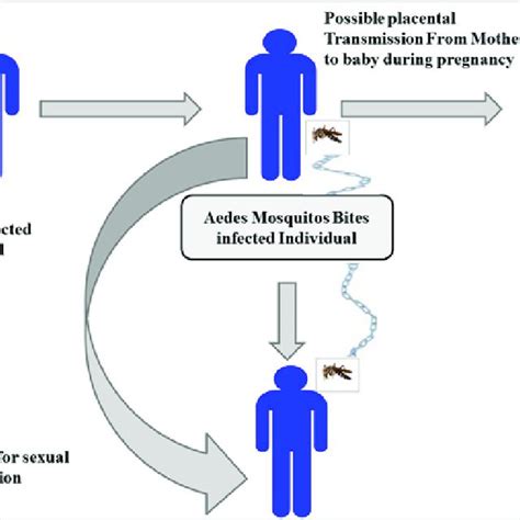 Schematic Representation Of Zika Virus Transmission Including Both The