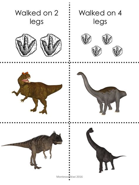 Montessori Dinosaur Activity For Preschool Or Casa Ideal For Preschool