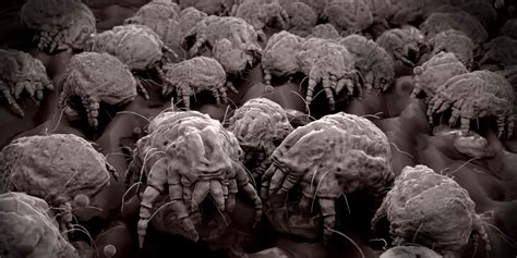 How To Prevent And Get Rid Of House Dust Mites Pest Defence