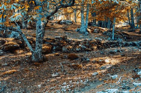 98000 Charred Forest Pictures