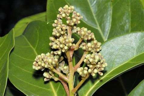 Cryptocarya Elliptifolia Flickr