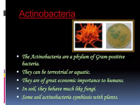 Actinobacteria Pptx