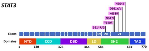 Distribution Of Stat3 Mutations In The Sh2 Domain Detected Within