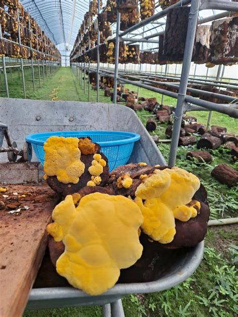 상황버섯 제대로 끓여 먹는 방법 버섯집 아들이 알려드립니다 네이버 블로그