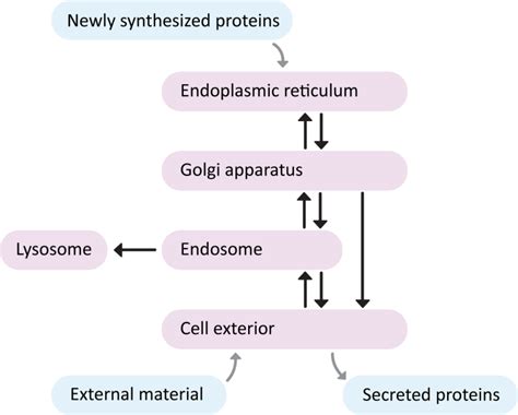 The Endomembrane System Fundamentals Of Cell Biology