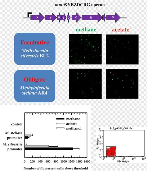 Methane Monooxygenase Open Access Journal Microorganism Methanotroph Mdpi Others Angle Text