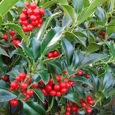 Red Holly Flower Red Beauty Holly Holly Berries On A Bush