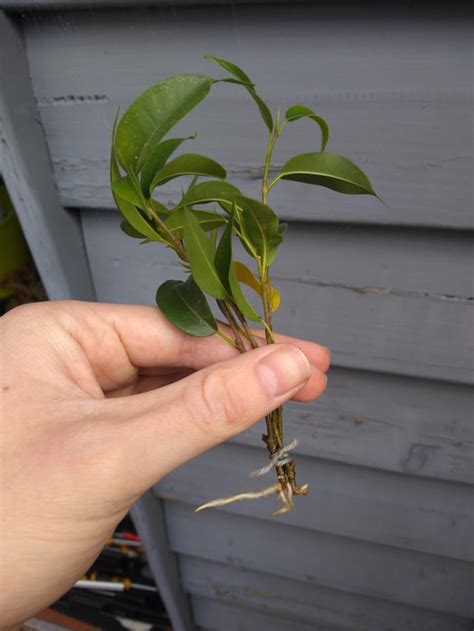 Tiny Fusion Ficus Project Rbonsai