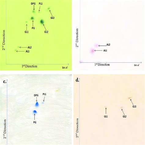 Two Dimensional Thin Layer Chromatograms Of The Polar Lipids From