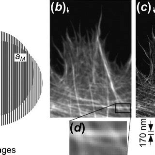 Resolution And PSF Of An Optical Microscope A Comparison Of Direct