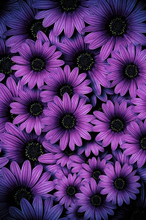 Fondos Flor Morado Fondo Flor Morado Vectores Ilustraciones Y