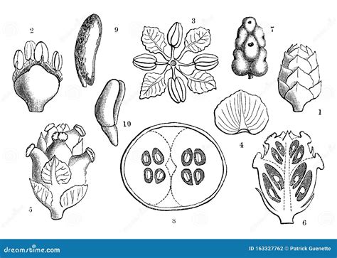 Batis Cartoons Illustrations And Vector Stock Images 11 Pictures To